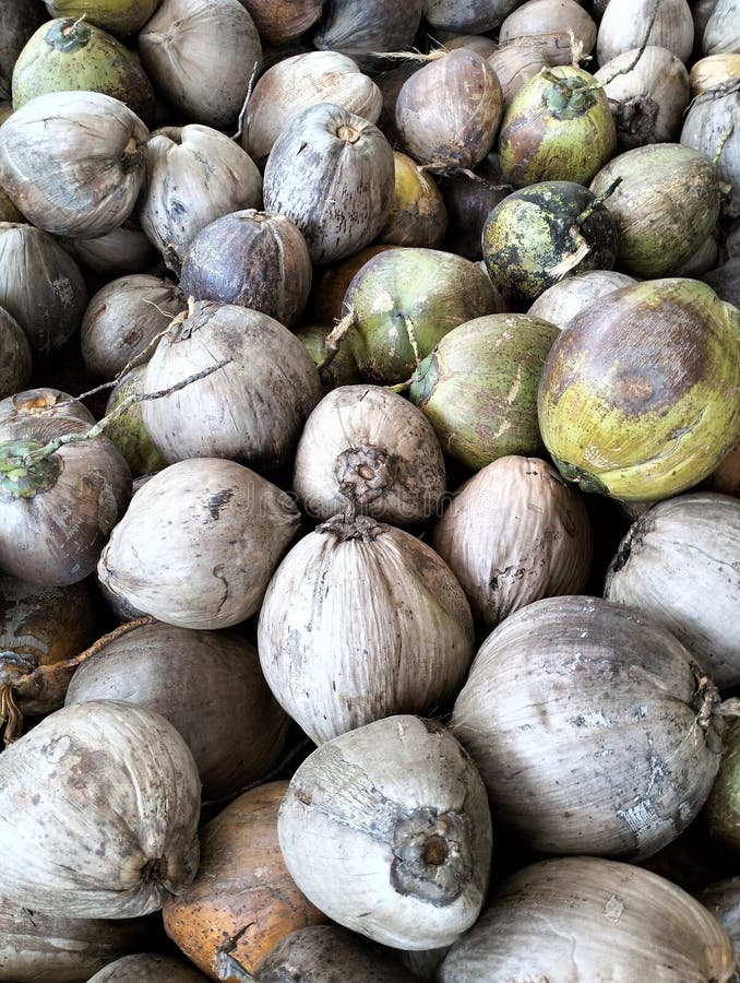 Full Frame Picture of Old Coconuts Collected from the Garden To Send To ...