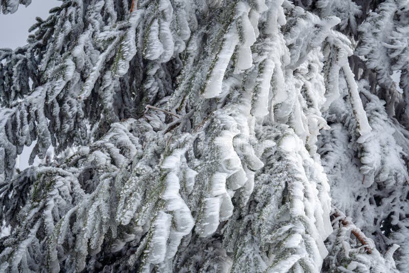Full Frame of a Pine Tree Transformed in an Ice Sculpture Stock Image ...