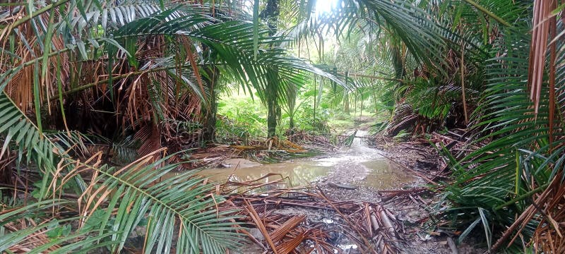 Full Frame after the Rain Stops Stock Photo - Image of tree, flower ...