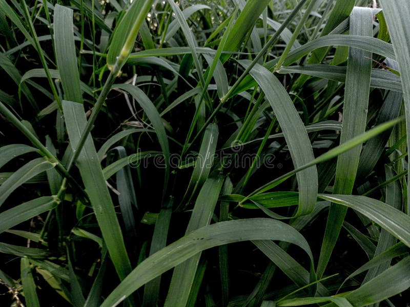 Full Frame Reed Leaves in Summer Stock Photo - Image of herb, green ...