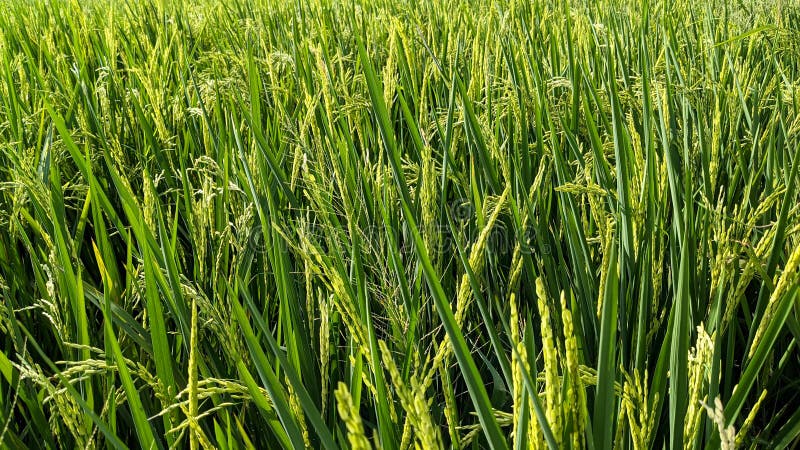 Full Frame of Rice Plant, for Agriculture Concept Stock Image - Image ...