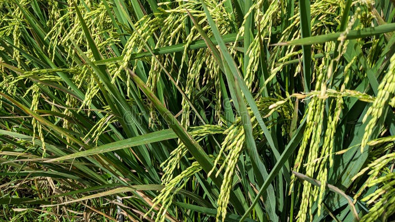 Full Frame of Rice Plant, for Agriculture Concept Stock Photo - Image ...