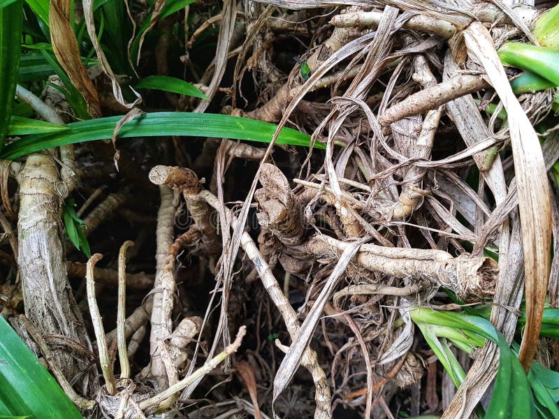 Full Frame Root of Pandan Tree Stock Image - Image of frame, leaf ...