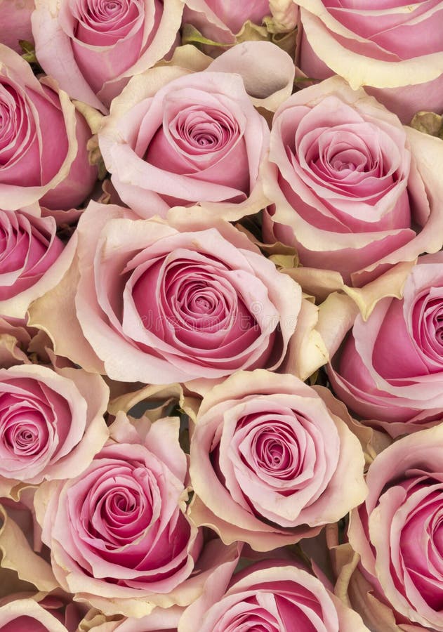 Full frame roses stock image. Image of view, full, backdrop - 295348461