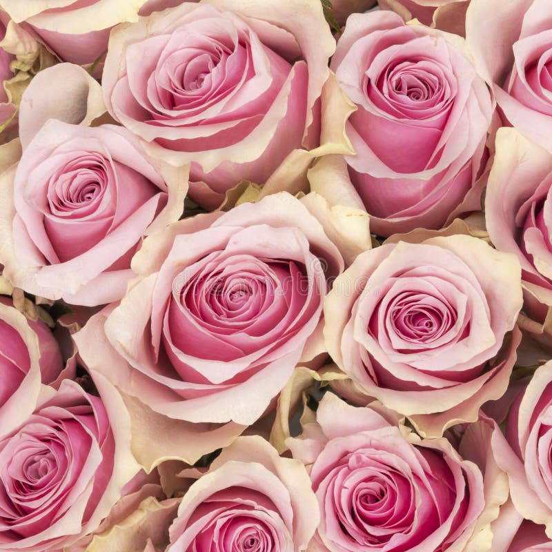 Full frame roses stock image. Image of pink, love, studio - 295348447