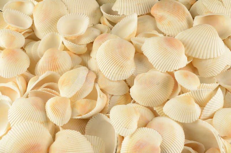 Full Frame Seashells stock photo. Image of natural, frame - 191237282