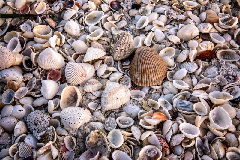 Full Frame Shot of Different Kinds of Shells on a Beach in Florida ...