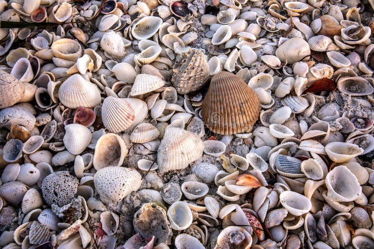 Full Frame Shot of Different Kinds of Shells on a Beach in Florida ...