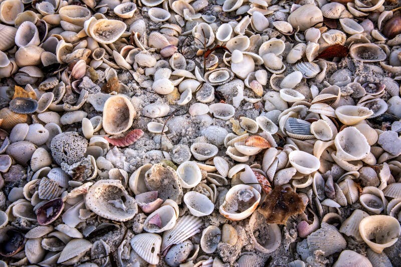Full Frame Shot of Different Kinds of Shells on a Beach in Florida ...