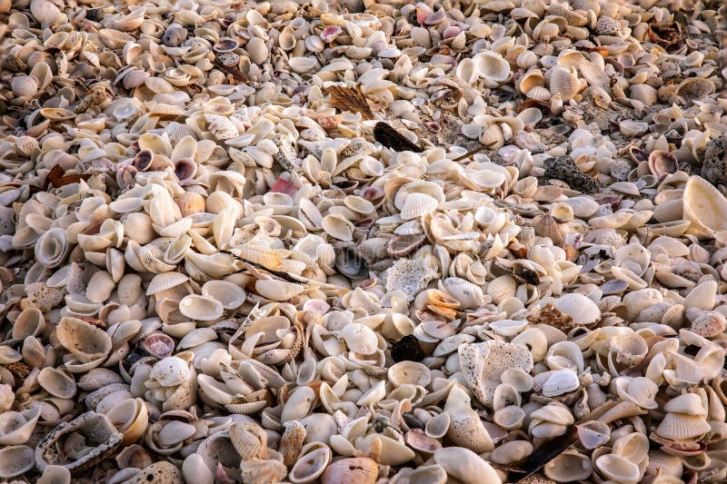 Full Frame Shot of Different Kinds of Shells on a Beach in Florida ...