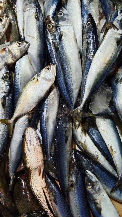 Full Frame Shot of Fish in Market Stock Image - Image of shot ...