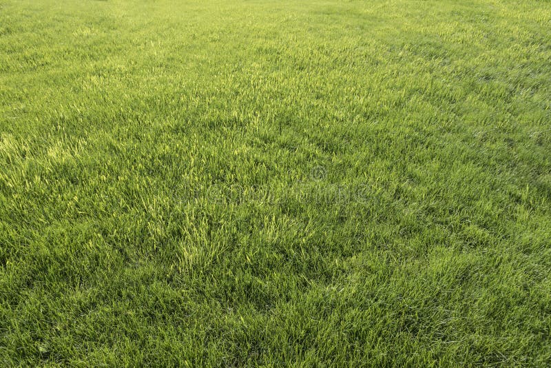 Full Frame Shot of Grassy Field Stock Photo - Image of shot, beauty ...