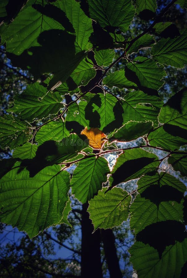 Full Frame Shot of Leaves on Tree Stock Photo - Image of full, leaves ...