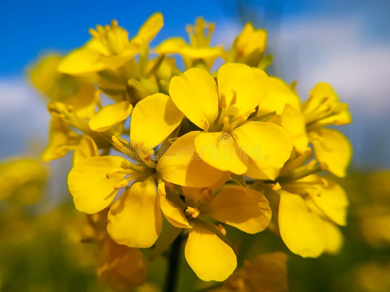 Full Frame Shot of Mustard Flowers Stock Image - Image of linear, bloom ...