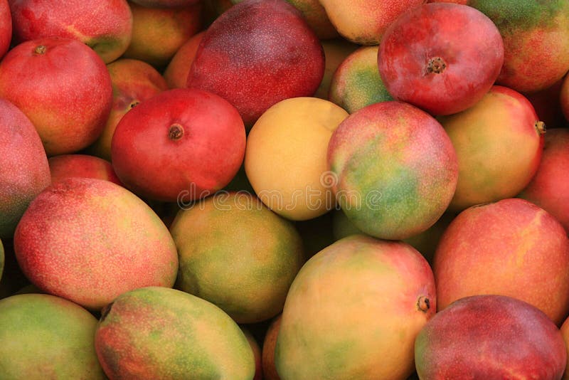 Full Frame Shot of Ripe Mangoes Stock Photo - Image of bunch, green ...