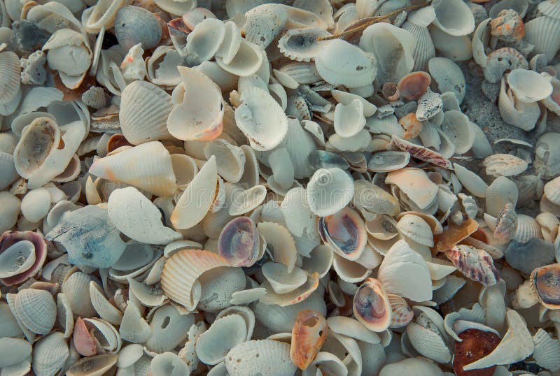Full Frame Shot of Sea Shells on a Florida Beach Stock Image - Image of ...