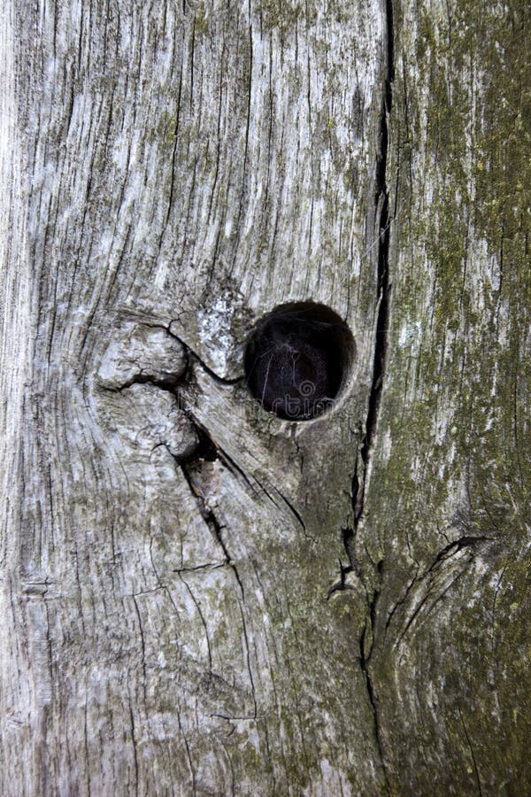 Full Frame Shot of Tree Trunk with Hole Stock Photo - Image of pattern ...