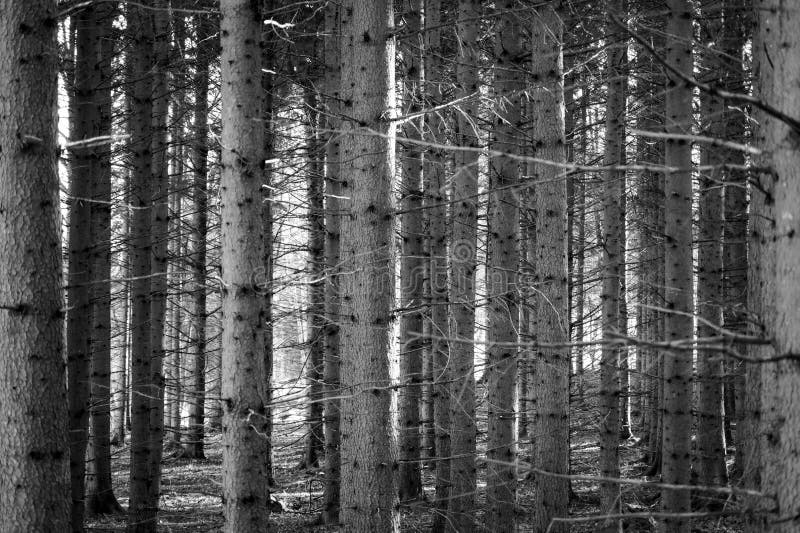 Full Frame Shot of Trees in Forest Stock Image - Image of woodland ...