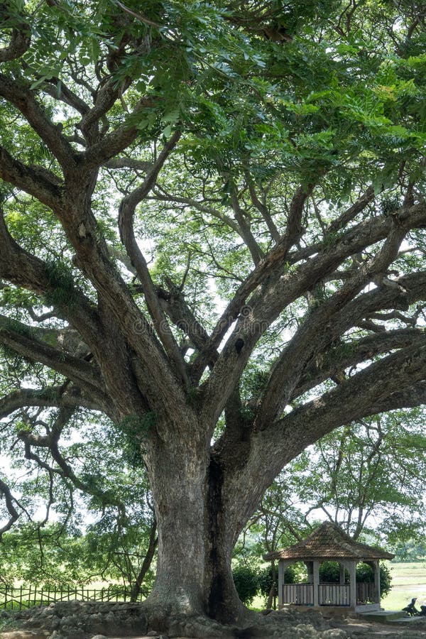 Trembesi Indonesia Stock Photos - Free & Royalty-Free Stock Photos from ...