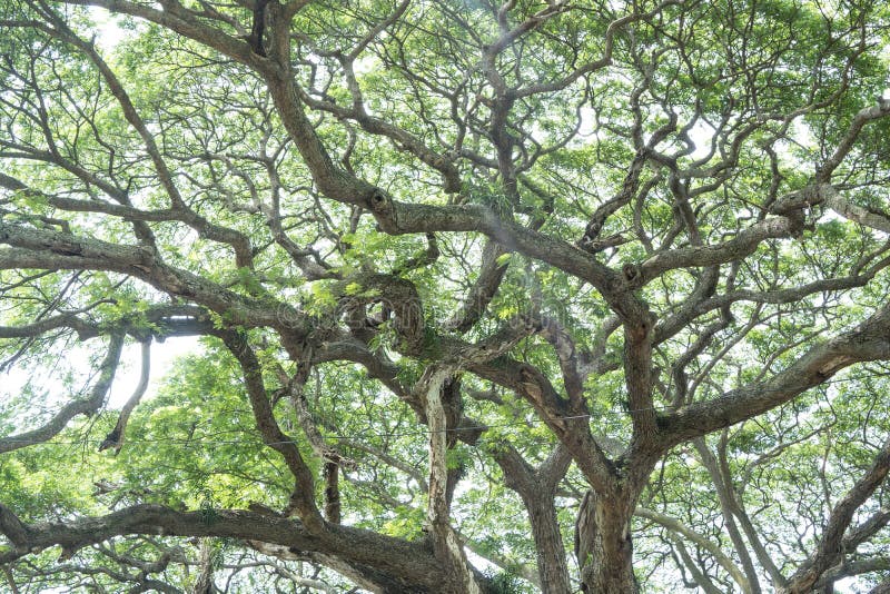 Trembesi Indonesia Stock Photos - Free & Royalty-Free Stock Photos from ...