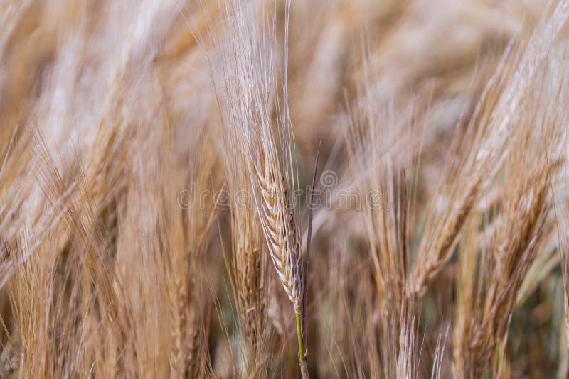 Full Frame of Soft Common Wheat Field in Summer Stock Image - Image of ...