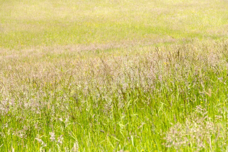 Sunny hayfield scenery stock image. Image of flower - 124005457