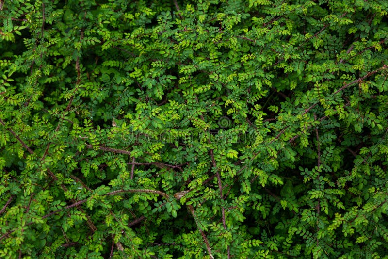 Full Frame Texture of Small Green Leaves Stock Image - Image of garden ...