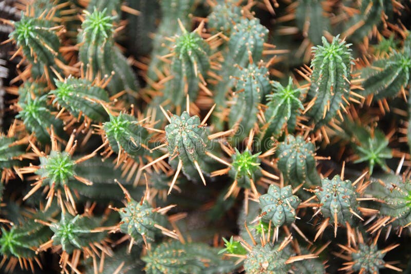 Full Frame Top Down View of Spiky Cacti. Stock Image - Image of careful ...