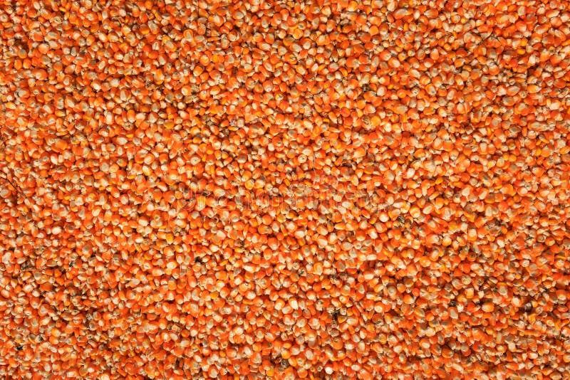 Full Frame Top View Raw Dried Corn Seeds or Corn Kernels Drying in the ...