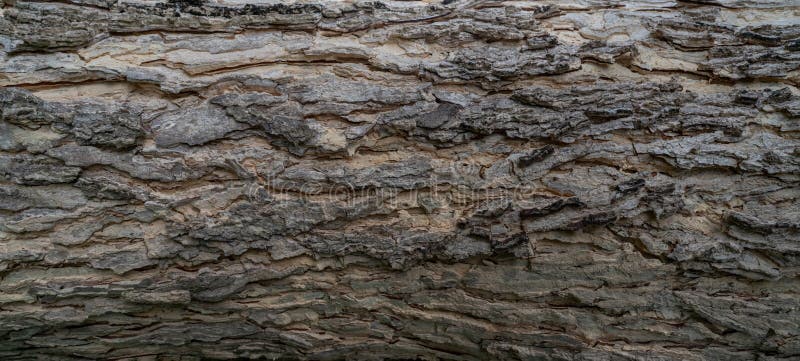 Full Frame Tree Bark Texture Background Gray Wood Skin Abstract