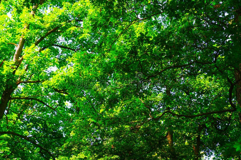 Green Backgrounds Trees and Nature. Stock Photo - Image of conservation ...
