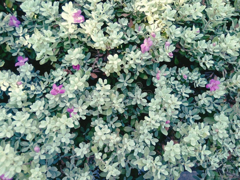 Bush texture in close-up stock image. Image of exotic - 199044435