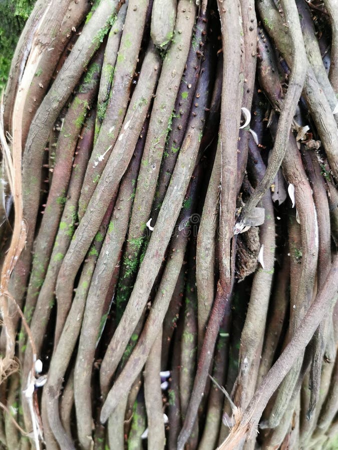 Full Frame of Vegetable Roots Strings Stock Image - Image of forest ...