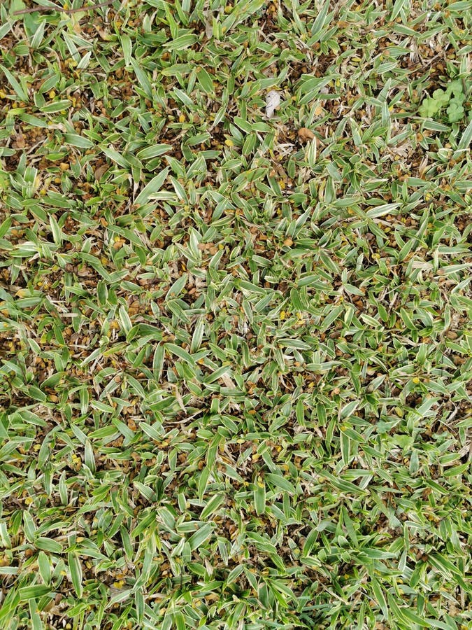 Full Frame View of Green Grass Texture Stock Image - Image of garden ...