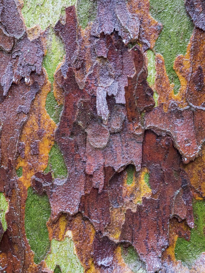 Moist Tree Bark of a Plane Tree Stock Image - Image of formatfilling ...