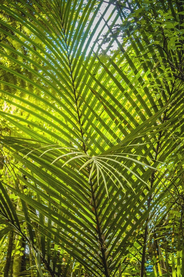 Palm tree foliage stock image. Image of beautiful, people - 140061413