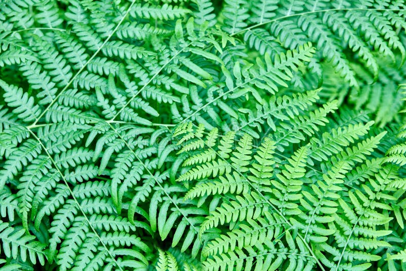 Full Frame Wild Forest Fern Texture for Background. Stock Image - Image ...
