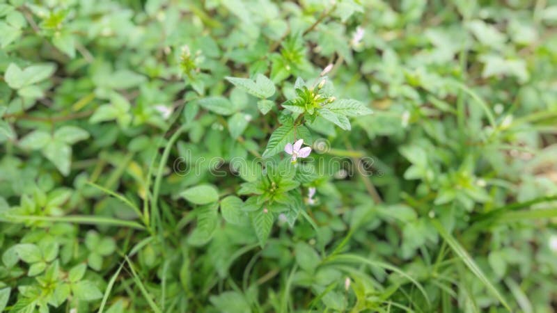 Full Frame of Wild Plants in the Rice Fields 1. Stock Photo - Image of ...