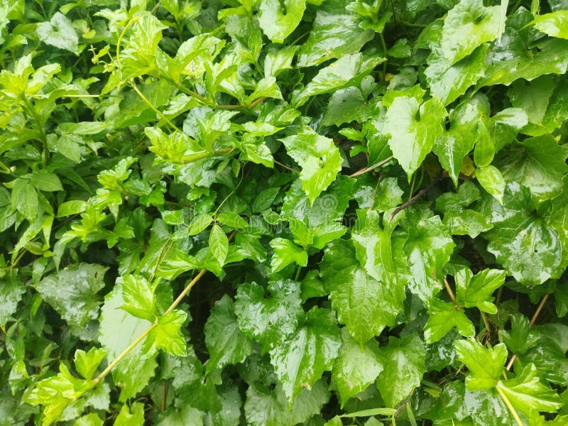 Full Frame of Wild Plants in the Rice Fields 4. Stock Image - Image of ...