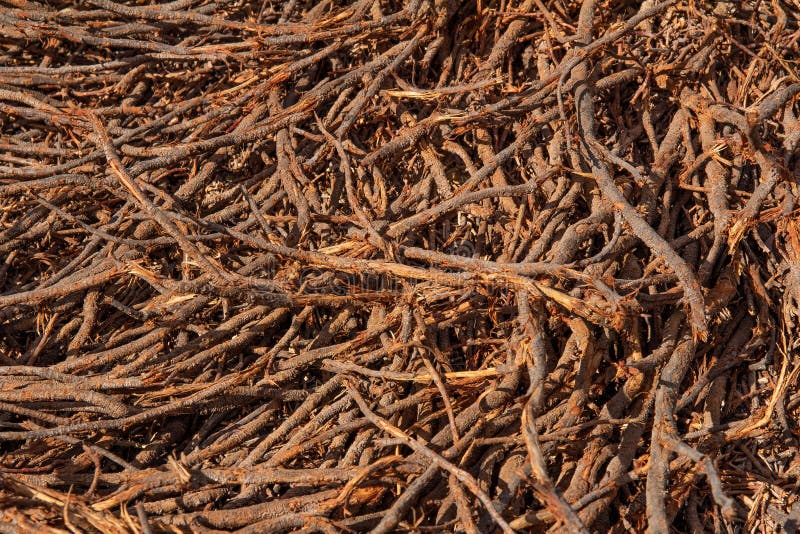 Full Frame of Wood Sticks stock photo. Image of sticks - 195574356