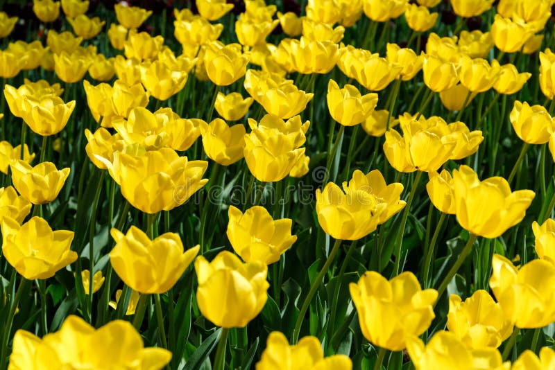 Full Frame Yellow Tulips Spring Background Stock Photo - Image of flora ...