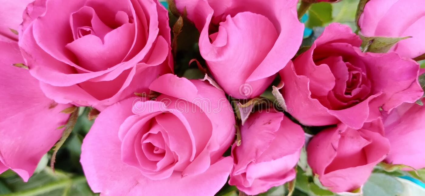 118 Fream Dailak Stock Photos - Free & Royalty-Free Stock Photos from ...