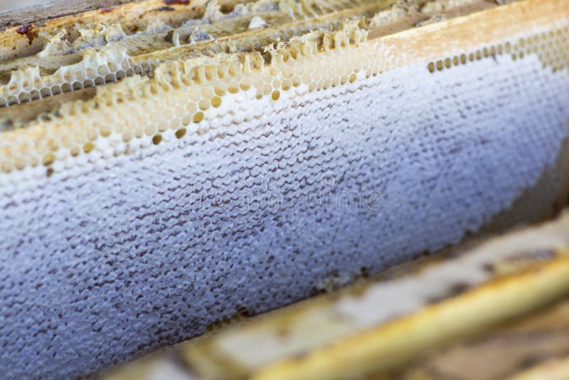 Full of Fresh Pure Honey Honeycomb Stock Image - Image of animal ...