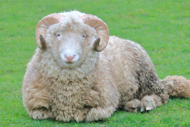 Full Front View of a Sheep stock image. Image of horns - 146140493