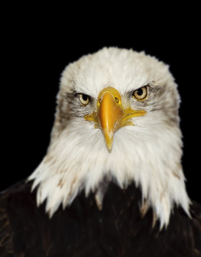 Full Frontal Portrait of American Bald Eagle Stock Image - Image of ... Full Frontal Portrait of American Bald Eagle Stock Image - Image of ...