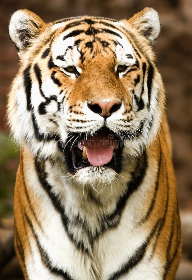 Full Frontal Tiger stock image. Image of play, forest - 1370467