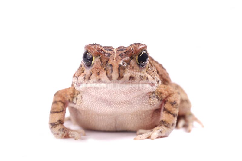 Big fat toad stock image. Image of animal, white, shot - 25798905