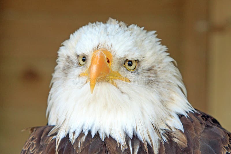 Full Frontal Viewof a Bald Eagle with Hooked Beak and Feathered Detail ...