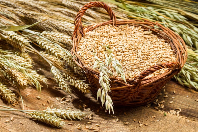 Rye grain in a basket stock photo. Image of diet, wheat - 6511204