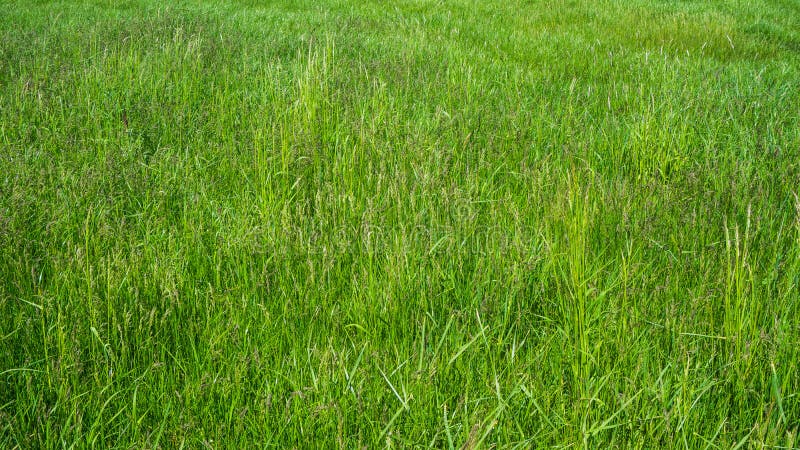Full Green Grass on a Meadow Stock Photo - Image of fresh, cloud: 221573876